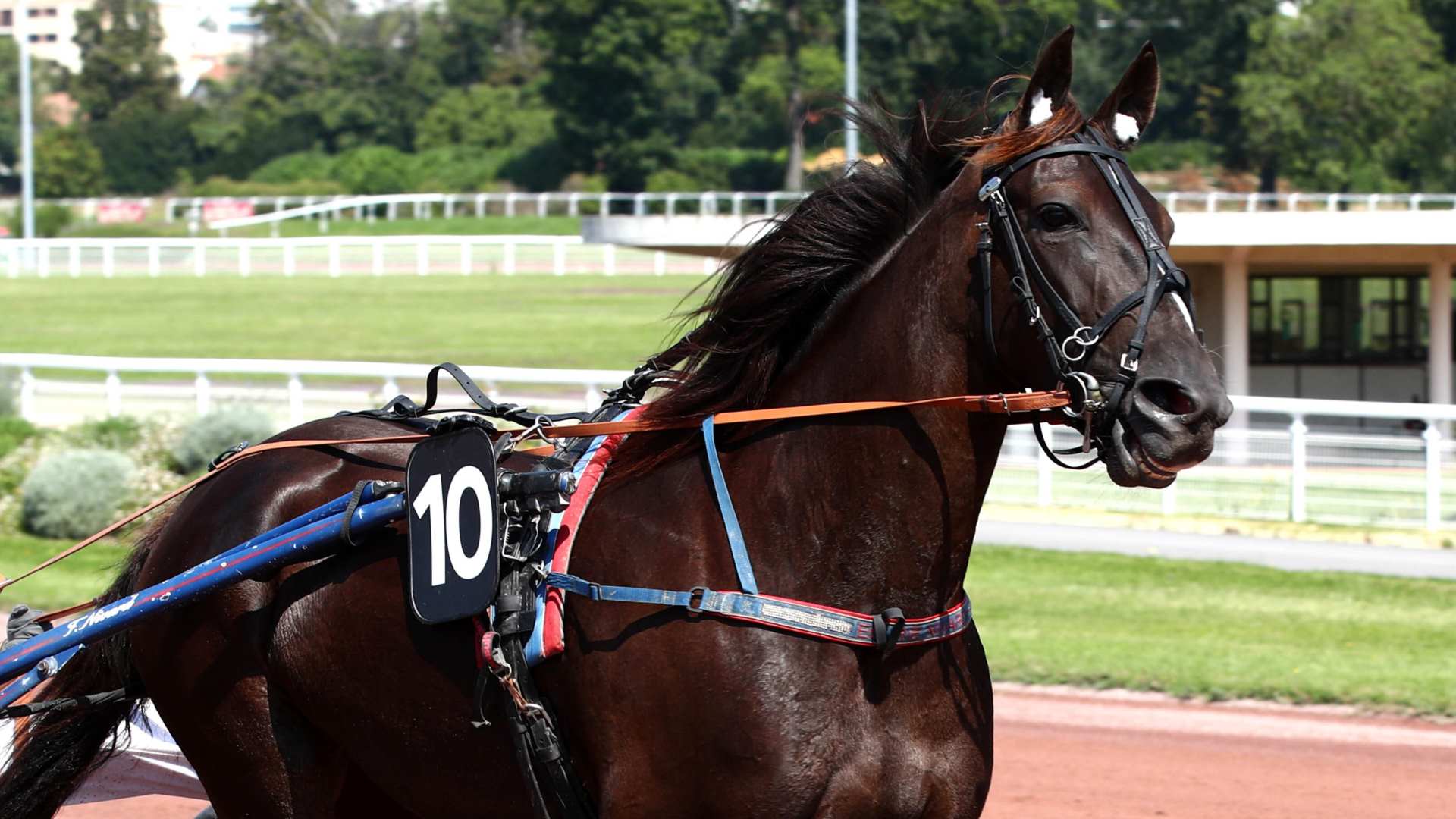 Site Officiel des Courses au Trot | LETROT